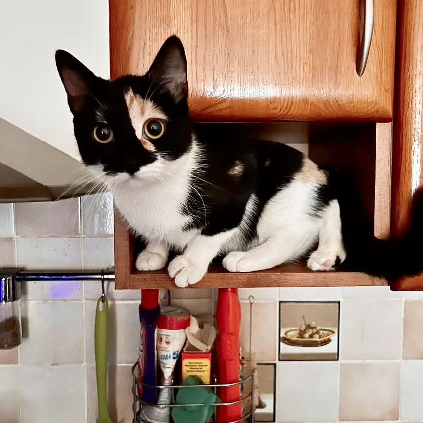 Котенок в добрые руки