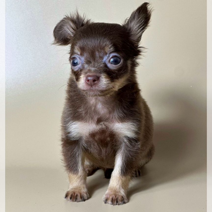 Русский той-терьер, щенок