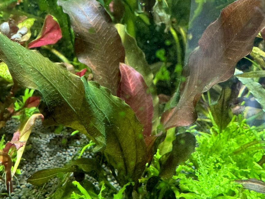 Аквариумное растение Эхинодорус Розе