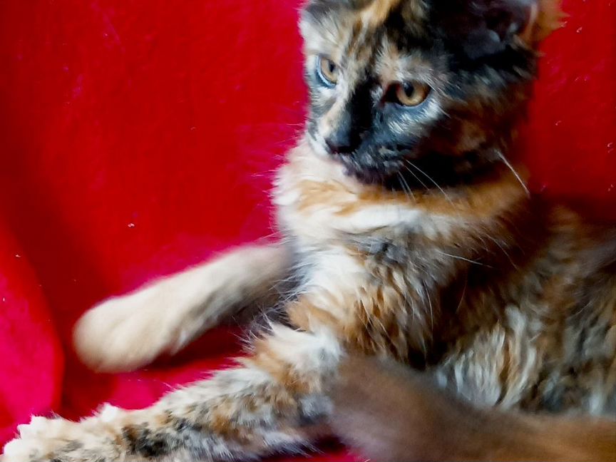 Кошка