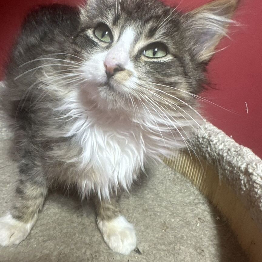 Котёнок в добрые руки