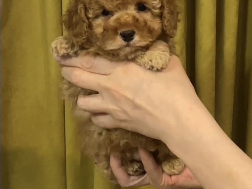 Мальтипу малыш игрушка