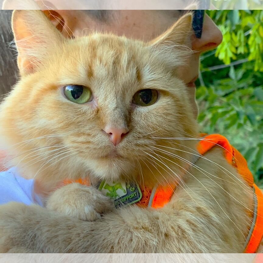 Я верю в добро