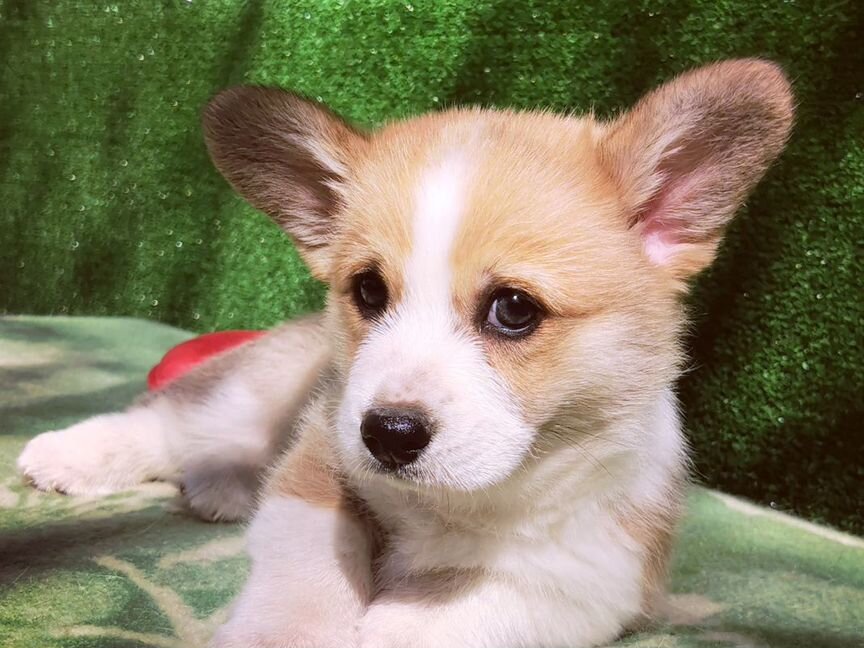 Корги щенок кобель, 2 месяца