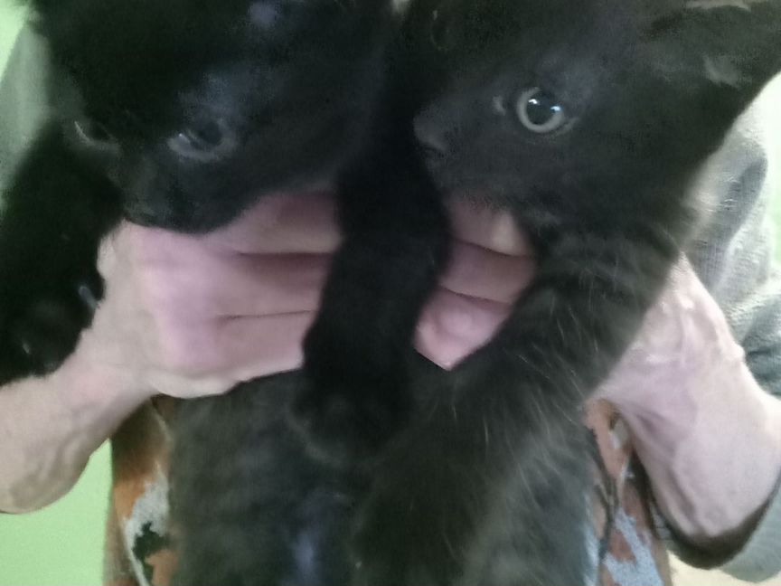 Отдам котят в добрые руки