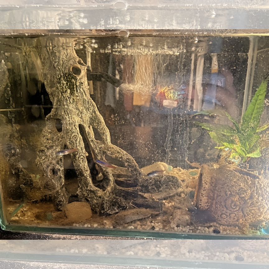 Аквариум с фильром, растением и рыбками