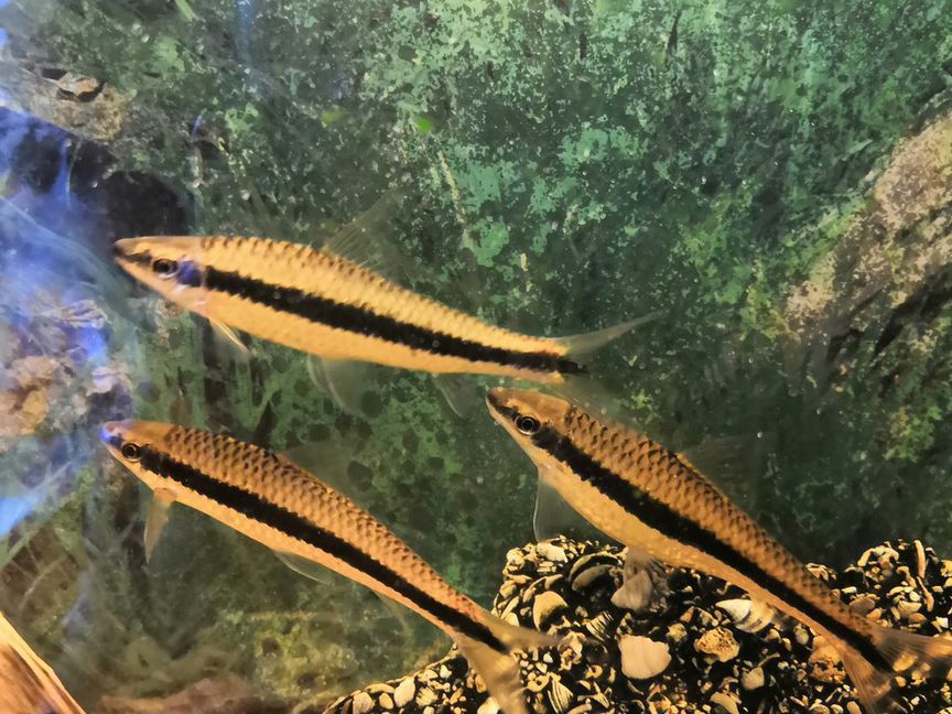 Сиамские водорослееды