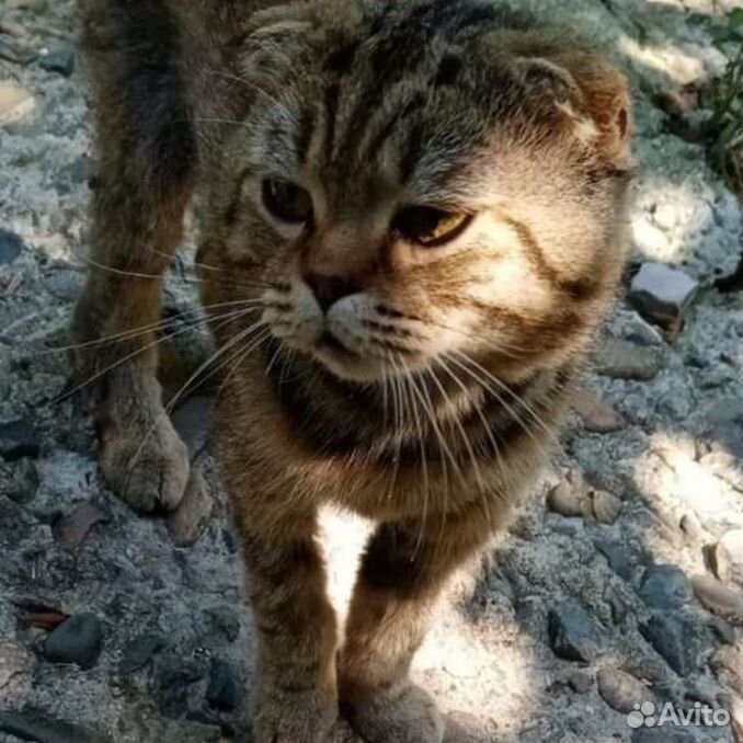 Шотландский вислоухий кот 2 г