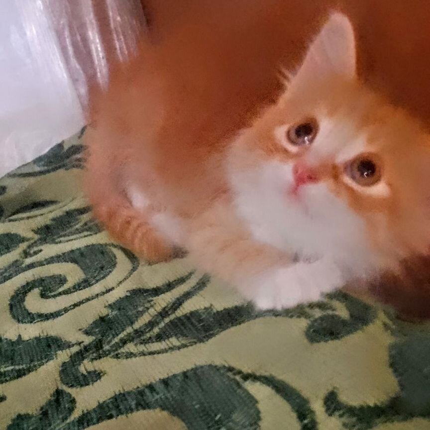 Сибирский котёнок