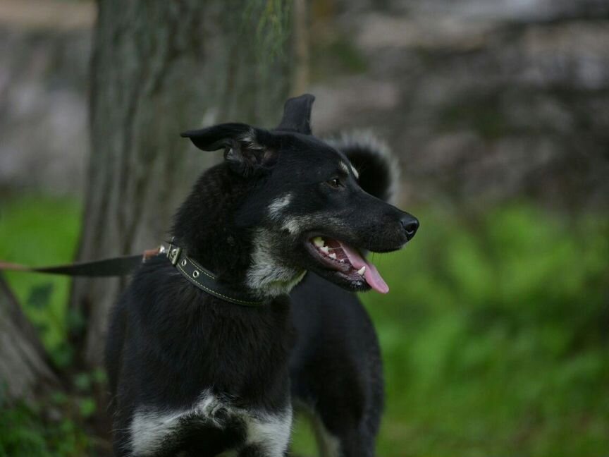Собака по имени Уля ищет дом