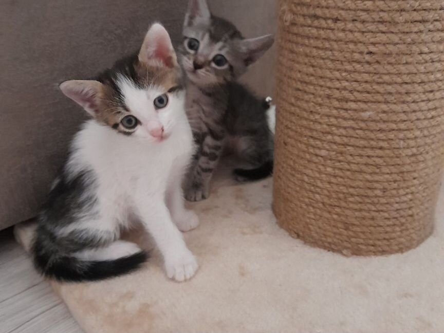 Котята С приданным