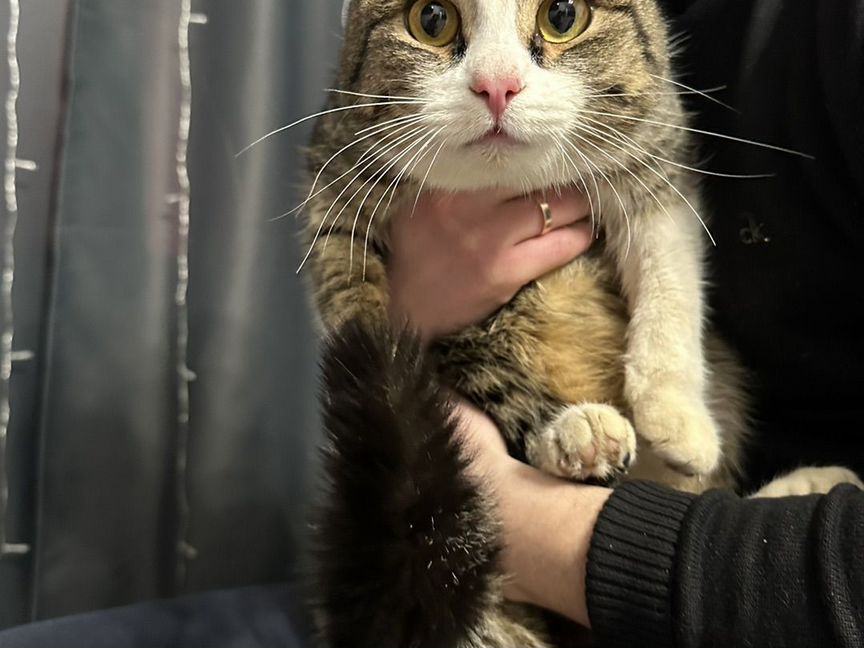Кошка