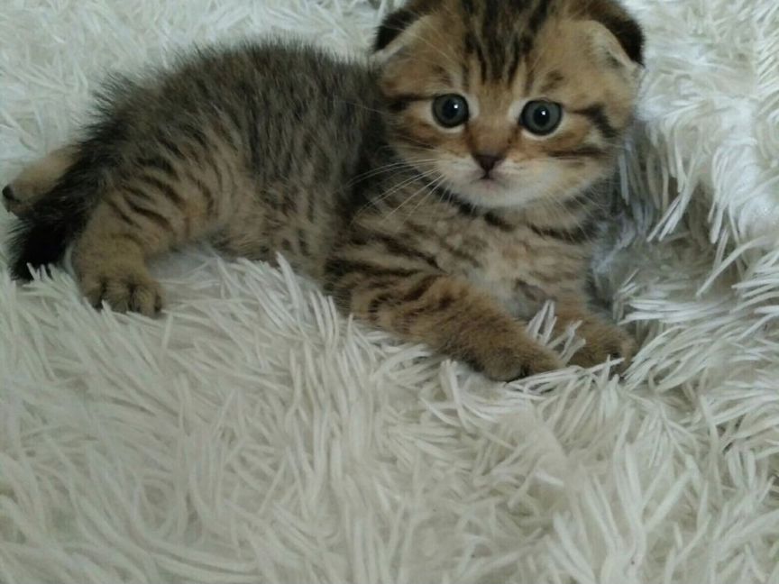 Шотландские вислоухие котята
