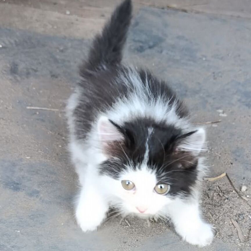 Котёнок от частного владельца
