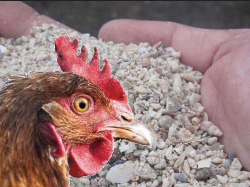 Ракушка для кур