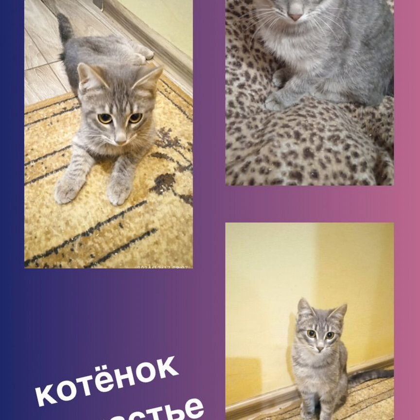 Очень хороший котенок