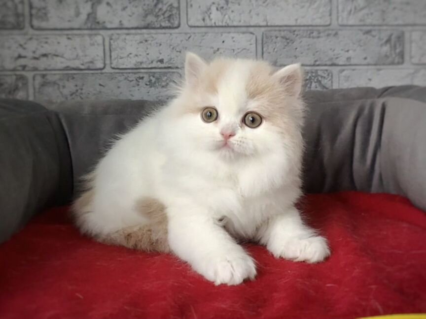 Малыш в пушистой шубке