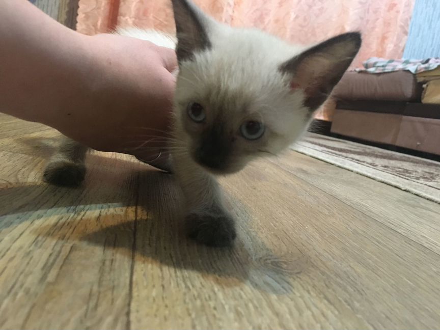 Отдам бесплатно котёнка сиамского,девочка