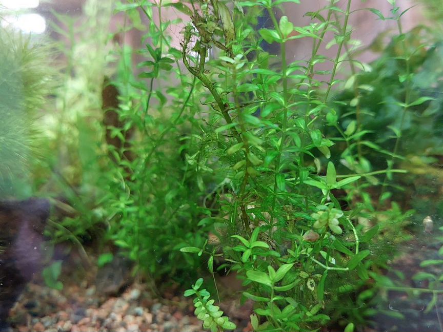 Аквариумное растение