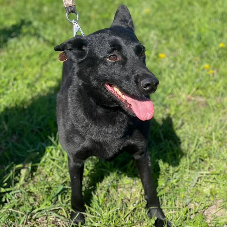 Добрая собака Буся ищет дом. В добрые руки