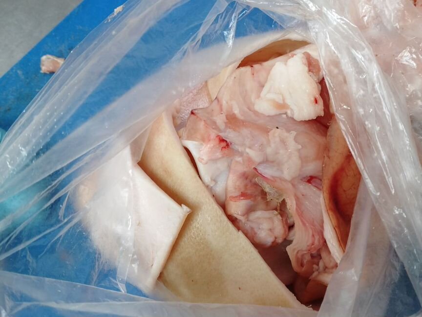 Продам шкуру свиную