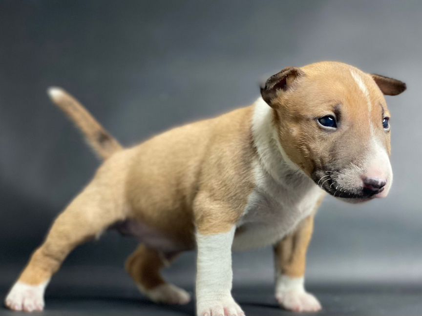 Миниатюрный бультерьер щенки