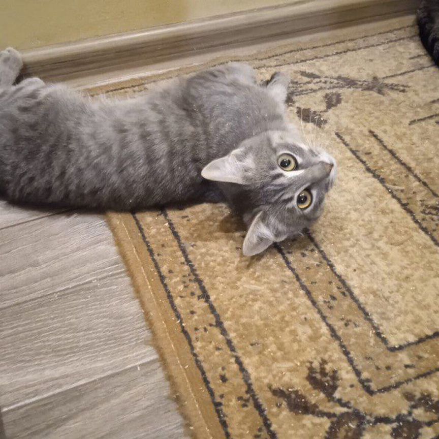 Котенок дымок. Мальчик