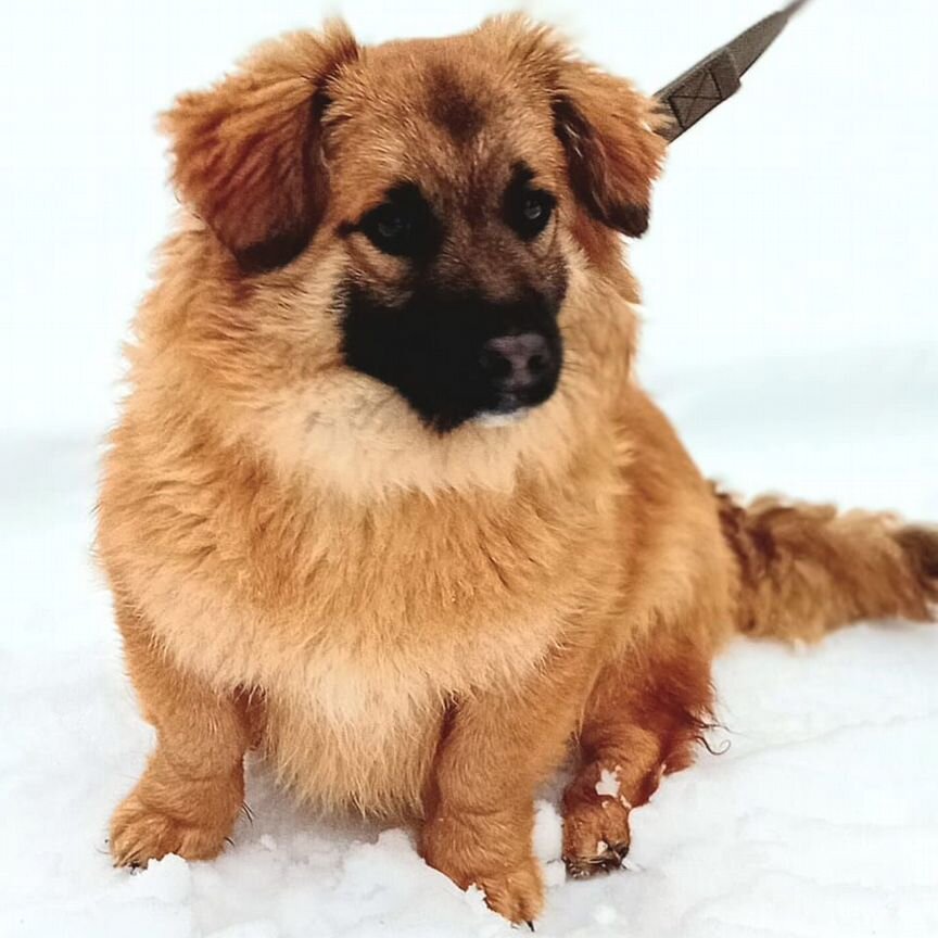 Небольшая собачка в добрые