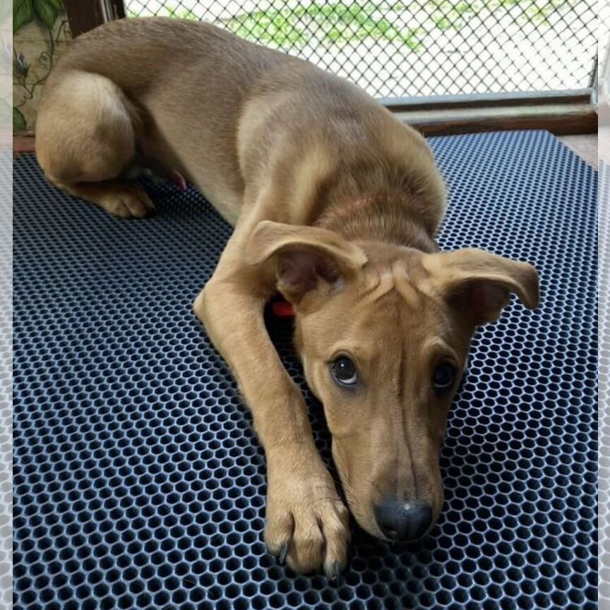 Отдам бесплатно собаку корги охотничья