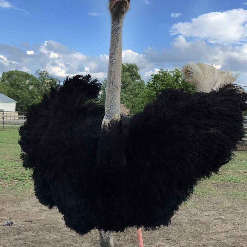 Страусиные яйца