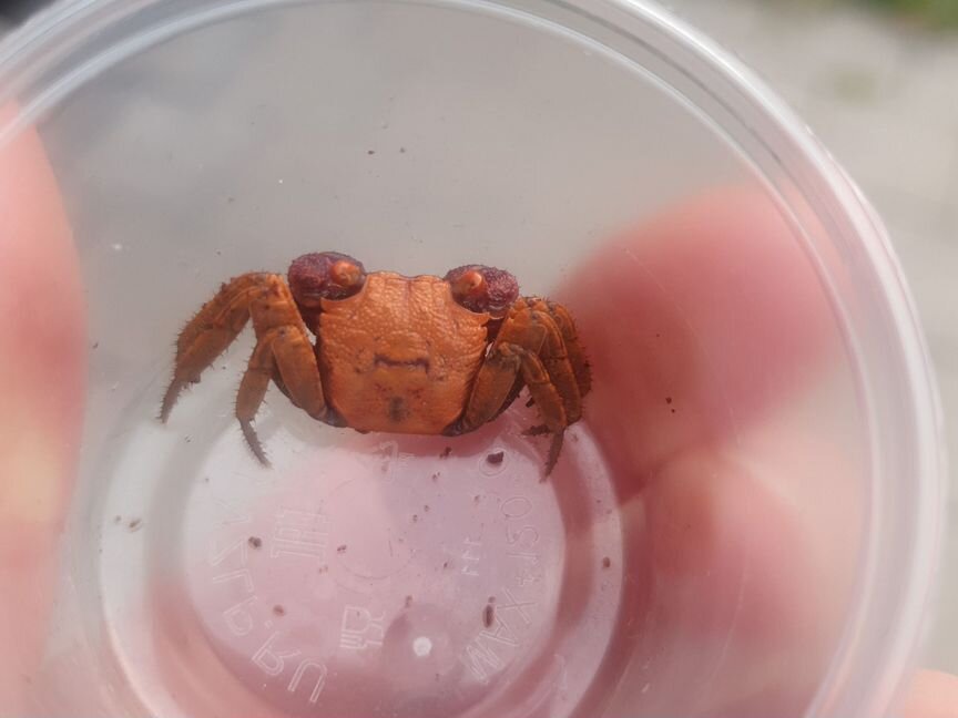 Аквариум с крабами геосесарма тиоманикум