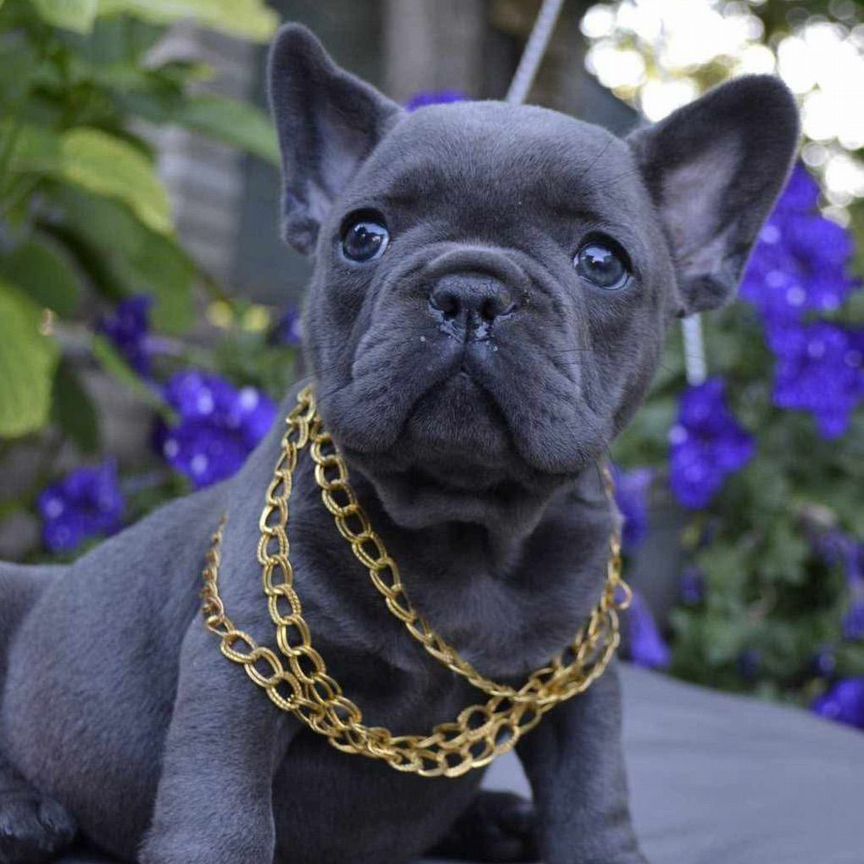 Бульдожата