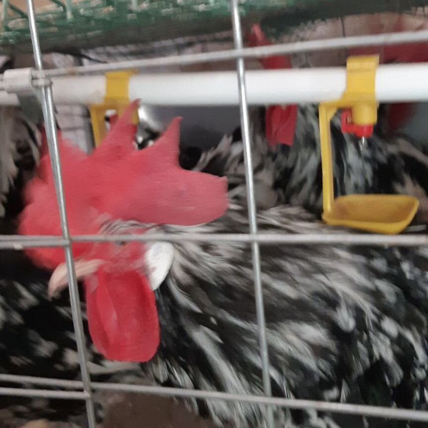 Петух легорн долматинец