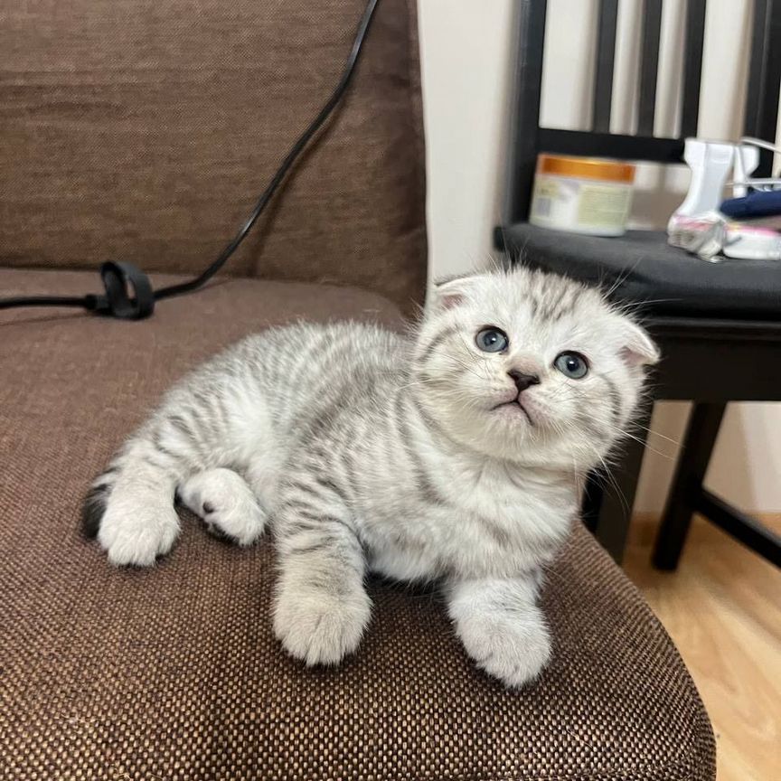 Шотландский вислоухий длинношёрстный котёнок