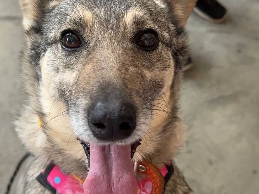 Милый Тимоша ищет семью