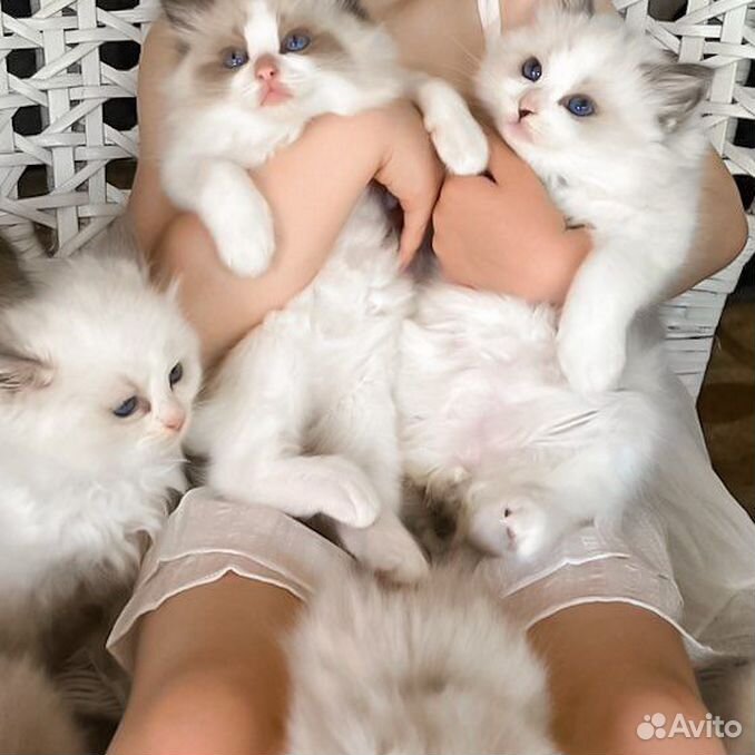 Рэгдолл котята тряпичная кукла
