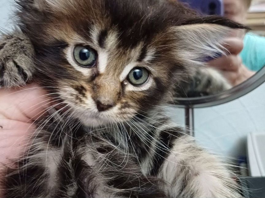 Обворожительные малышки необыкновенной красоты дев