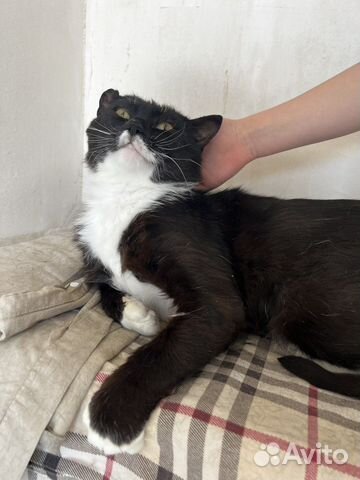 Добрый ласковый большой котяра