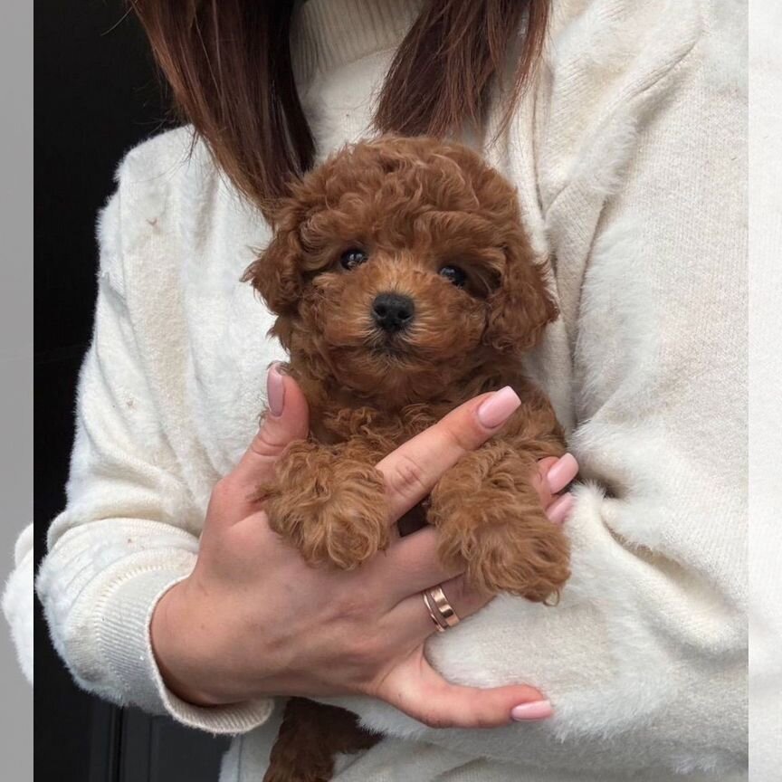 Той-пудель, щенок