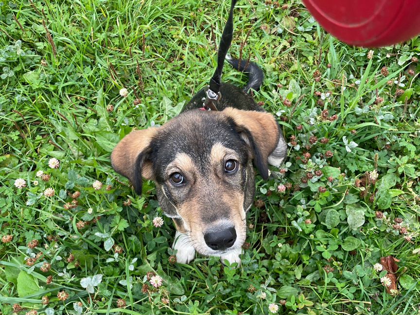 Спасенный щенок в добрые руки