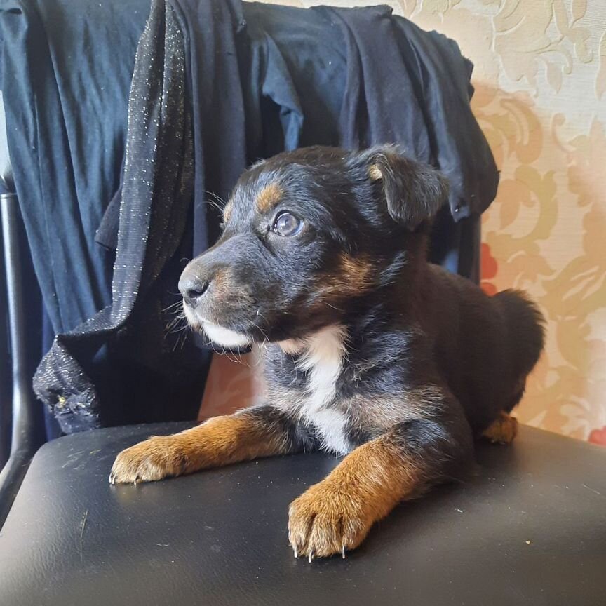 Щенок в добрые руки