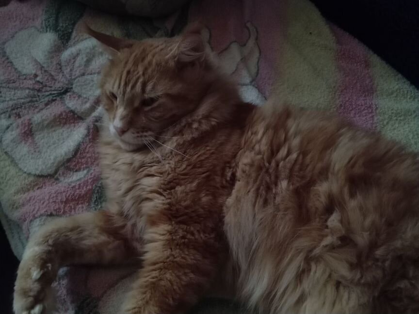 Рыжий кот мейнкун по кличке"Лёва"