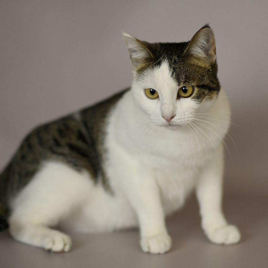 Кошка Милка ищет семью