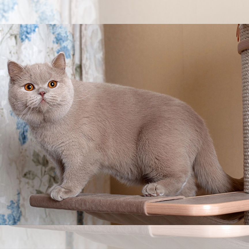 Девочка фавн в любимцы