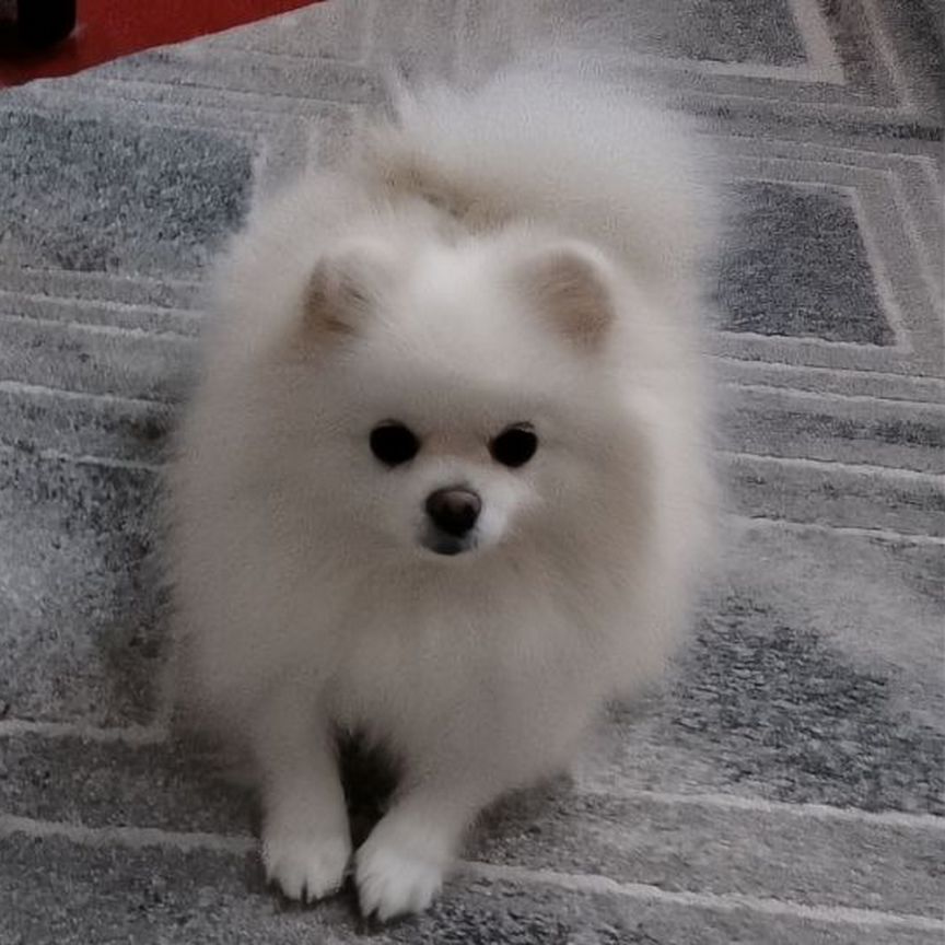 Померанский шпиц, взрослая собака