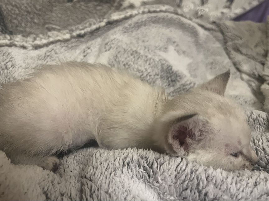 Кошечека Алиса ищет дом