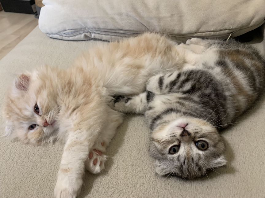 Купить шотландского котенка