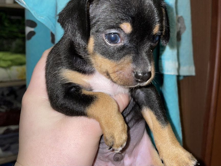 Продам щенка той терьер родился 30.01.2024