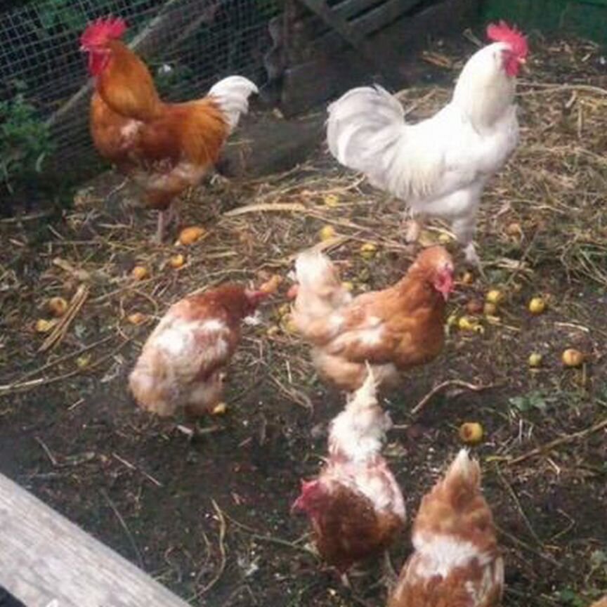 Продам петуха