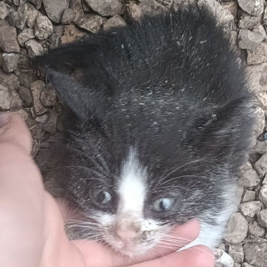Котята